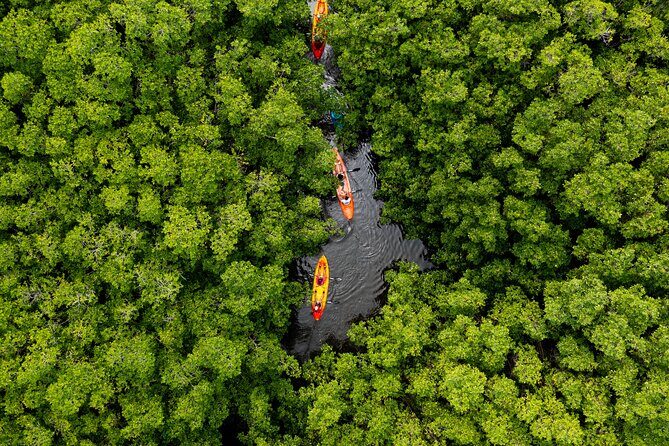 SoCoHo Eco Half Day - Mangrove Kayak & Reef Snorkeling - Key Points