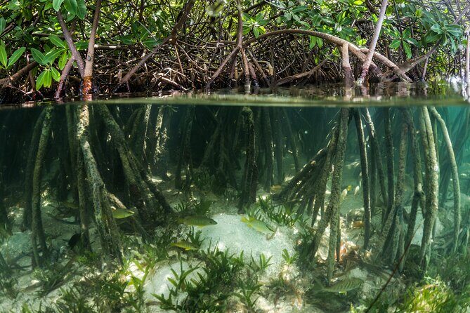 SoCoHo Eco Kayak and Snorkel Tour - Who Will Love This Tour?