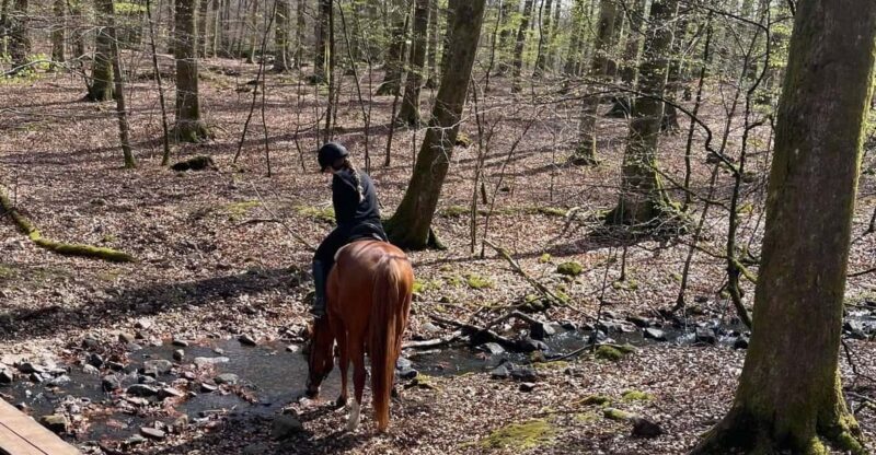 Söderåsens Nationalpark: 2,5h horse back ride - Key Points