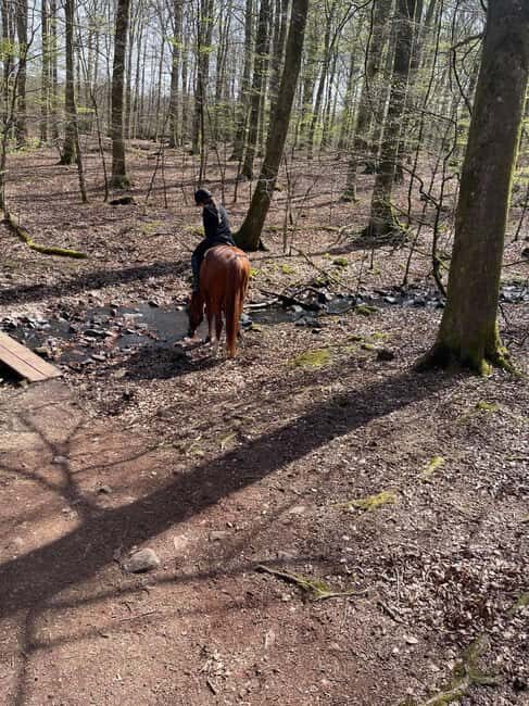 Söderåsens Nationalpark: 2,5h horse back ride - The Horses and Guide