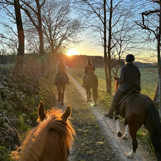 Söderåsens Nationalpark: 2,5h horse back ride - Who Will Love This Experience?