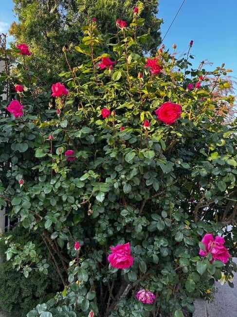 Sofia  Kazanluk Rose Valley & Oil Distillery Tour - Key Points