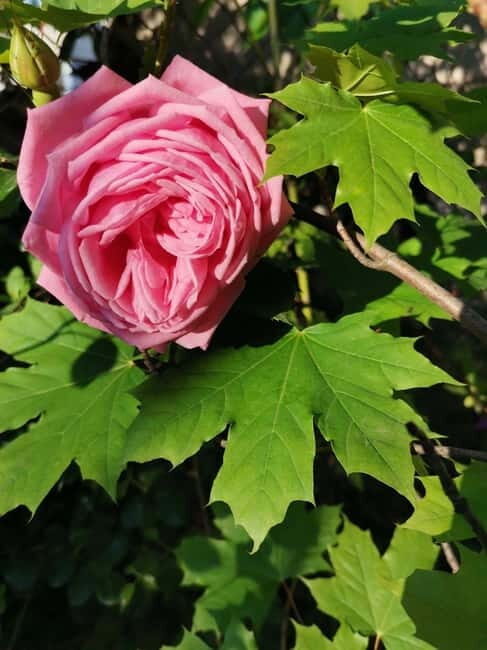 Sofia  Kazanluk Rose Valley & Oil Distillery Tour - What Makes This Tour Stand Out