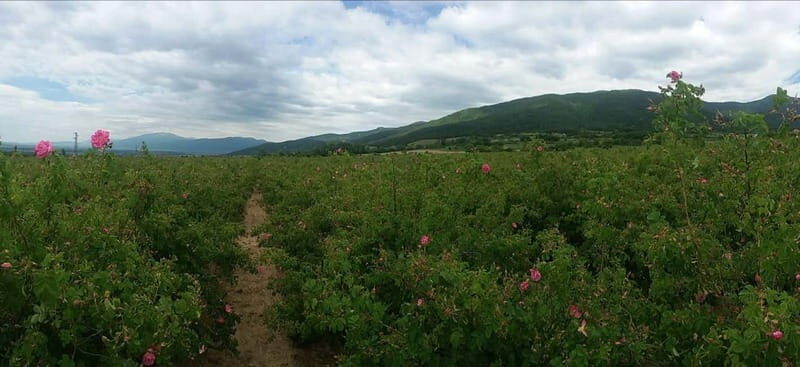 Sofia  Kazanluk Rose Valley & Oil Distillery Tour - Who This Tour Is Best For