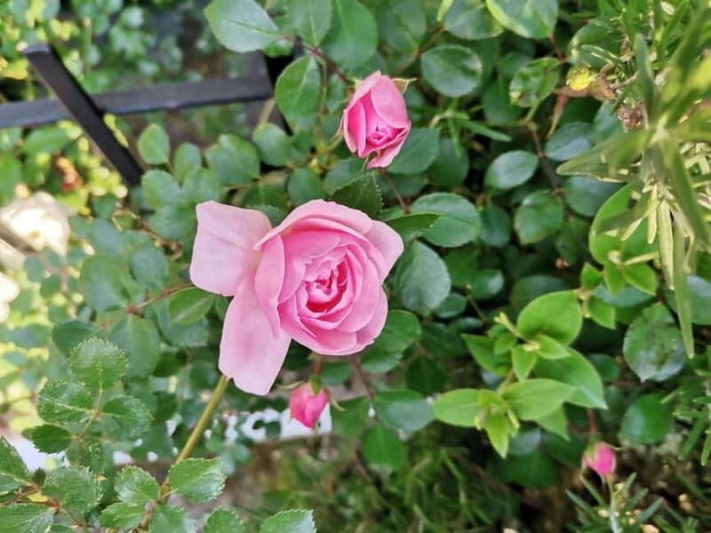 Sofia  Kazanluk Rose Valley & Oil Distillery Tour - FAQ