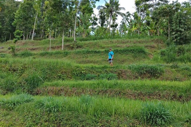 Soft Trekking Tetebatu - An In-Depth Look at Tetebatu Soft Trekking