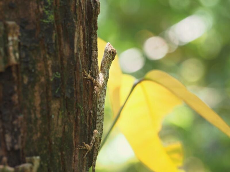 Sok River: Bamboo Raft Ride, Monkey Temple & View Point Tour - Conclusions: Is It Worth It?