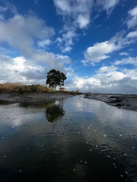 Solar Boat Tour along the Salgado da Ria de Aveiro - The Highlights: What Travelers Rave About