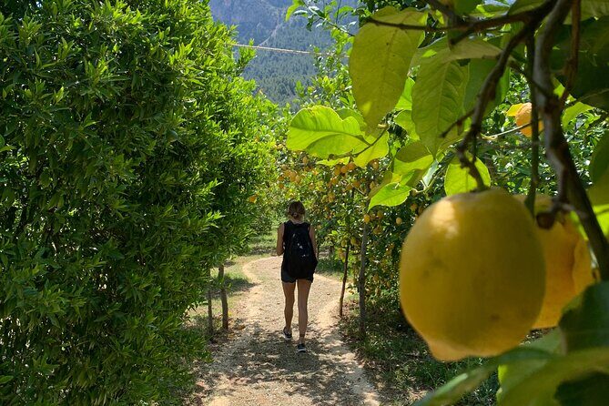Soller Valley Private Tour and Walking in Orange Paradise - FAQs
