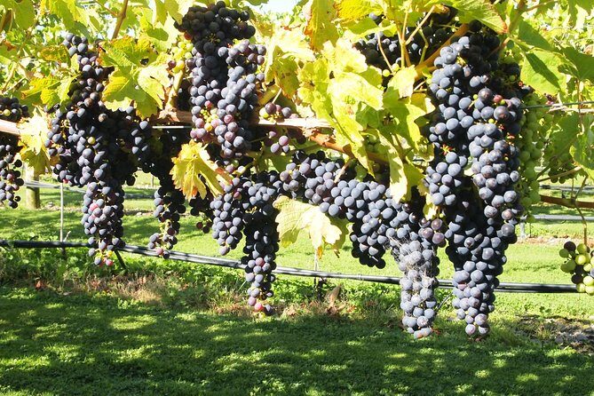 Solo Traveller Full Day Wine Gourmet and Scenic Delights Tour from Blenheim - Key Points