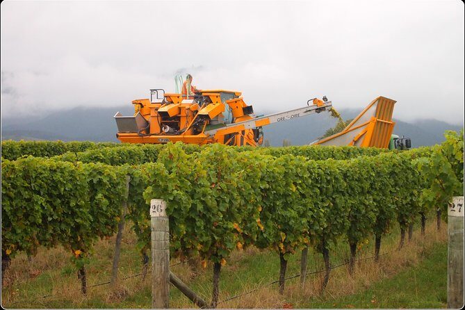 Solo Traveller Full Day Wine Gourmet and Scenic Delights Tour from Blenheim - Who Should Consider This Tour?