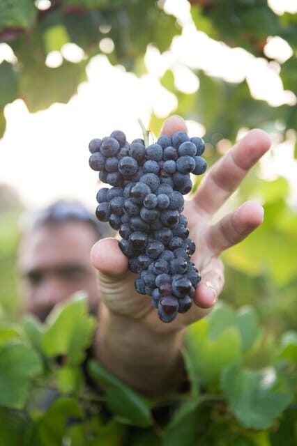 Solvang: Santa Ynez Valley Wine Tours w/ Lunch & Tastings - What Makes This Tour Stand Out
