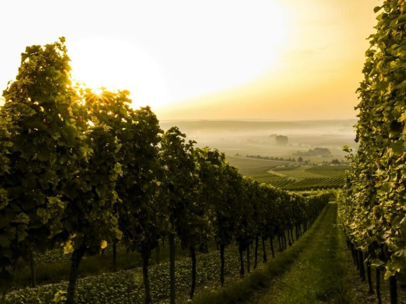 Solvang: Santa Ynez Valley Wine Tours w/ Lunch & Tastings - Final Thoughts