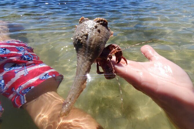 Sonnys Boat Tours Full Day Sand Bar Adventure Englewood, Florida - The Sum Up: Why This Tour Is a Solid Choice