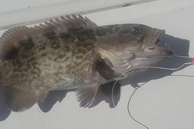 Sonnys Boat Tours Half Day Off Shore Fishing Charter Englewood Fl - What to Expect on This Offshore Fishing Trip