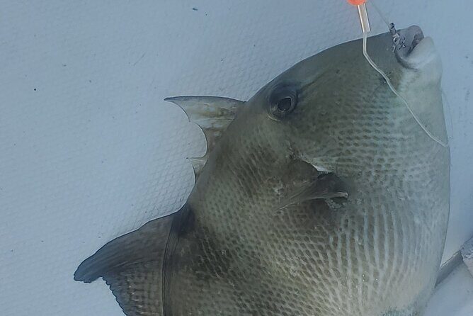Sonnys Boat Tours Half Day Off Shore Fishing Charter Englewood Fl - Frequently Asked Questions