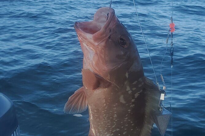 Sonnys Boat Tours Half Day Off Shore Fishing Charter Englewood Fl - Wrapping It Up