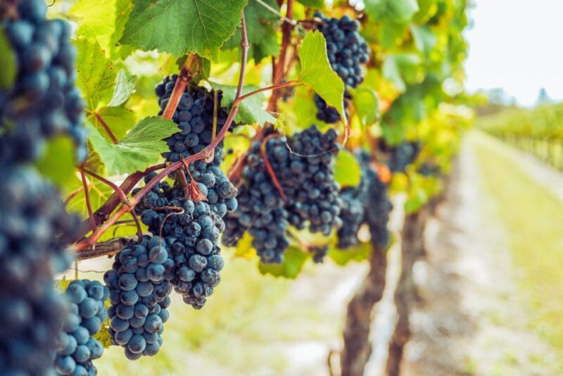 Sonoma County: Tasting Pass (Choose 1, 2, or 90 Days) - Exploring Sonoma’s Tasting Scene with the Pass