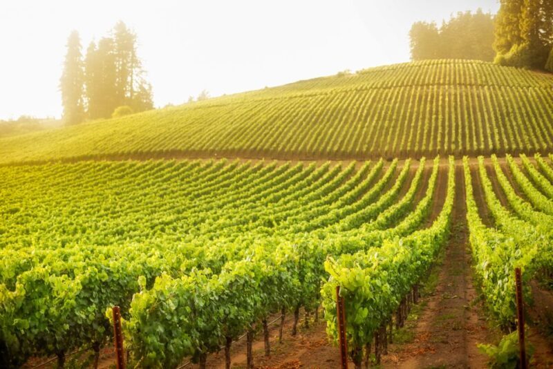 Sonoma County: Tasting Pass (Choose 1, 2, or 90 Days) - The Itinerary Breakdown: What You Can Expect