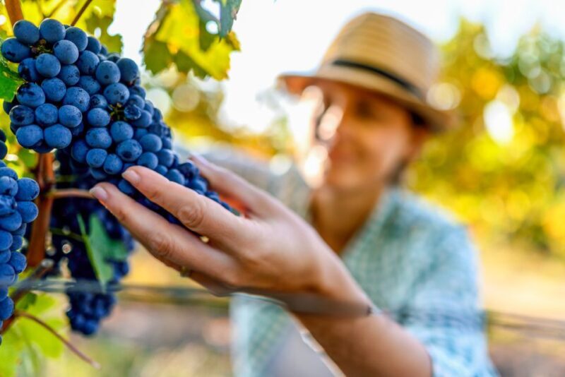 Sonoma County: Tasting Pass (Choose 1, 2, or 90 Days) - The Value for Money