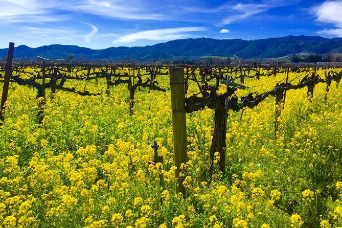 Sonoma & Healdsburg Wine Tours - The Sum Up