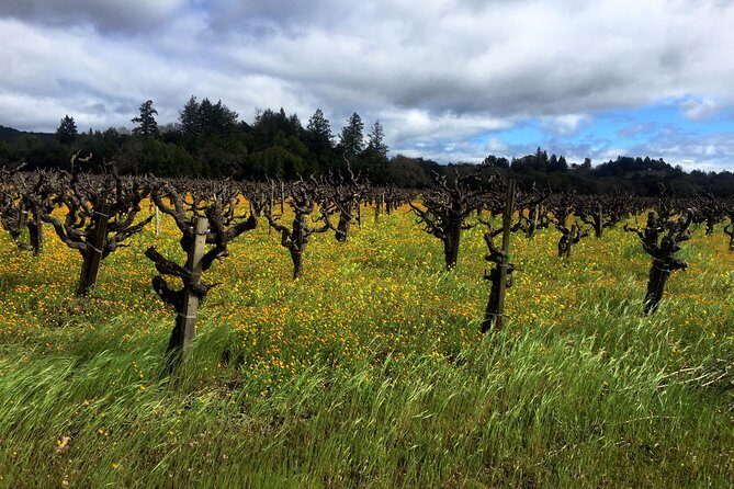 Sonoma & Healdsburg Wine Tours - FAQs