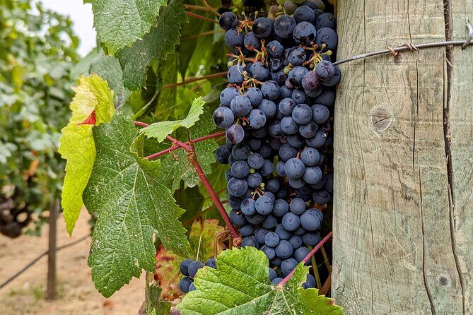 Sonoma Scavenger Hunt Walking Tour & Game - FAQ