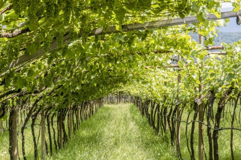 Sonoma Valley: Guided Winery Tour with Picnic Lunch - FAQ