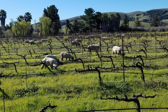 Sonoma Wine Tour with 2 Tastings Included Small-Group Half Day - An Overview of the Experience