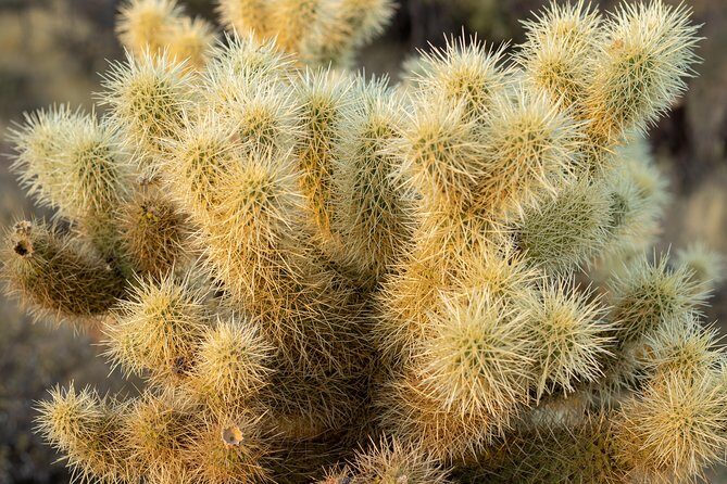 Sonoran Desert Jeep Tour - FAQ