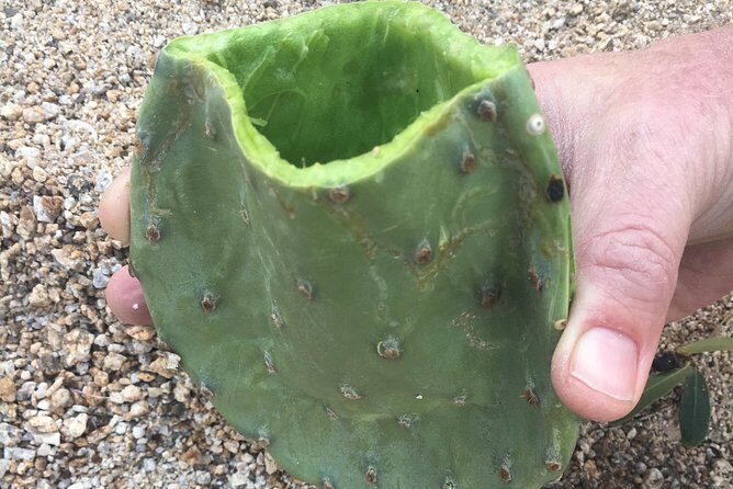Sonoran Desert- Wild Foods and Traditional Skills - Key Points