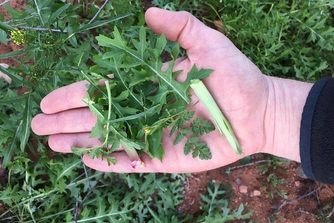 Sonoran Desert- Wild Foods and Traditional Skills - An In-Depth Look at the Sonoran Desert- Wild Foods and Traditional Skills Tour