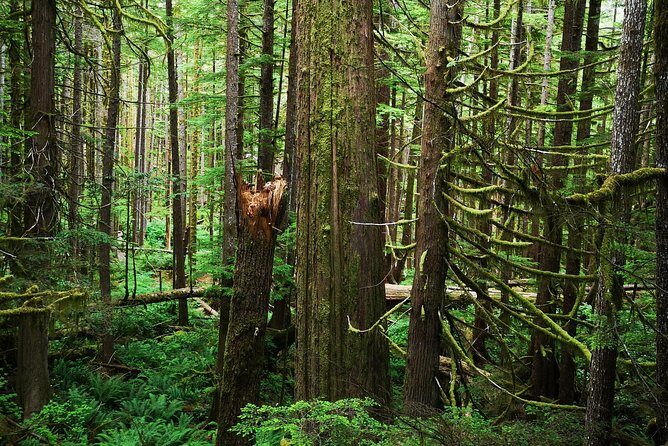 Sooke to Port Renfrew: Wild Pacific Adventure - An In-Depth Review of the Sooke to Port Renfrew Tour
