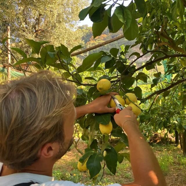 Sorrento: Authentic Lemon Experience in a Farm with Tastings - A Close Look at the Experience