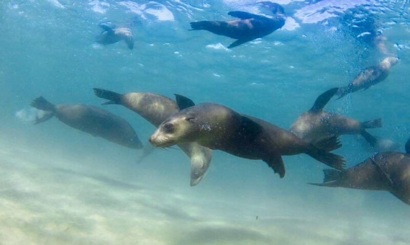 Sorrento: Boat Tour & Snorkeling with the Seals with Lunch - Key Points