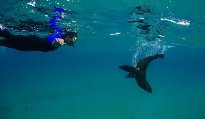 Sorrento: Boat Tour & Snorkeling with the Seals with Lunch - Introduction: Setting the Scene for a Marine Adventure