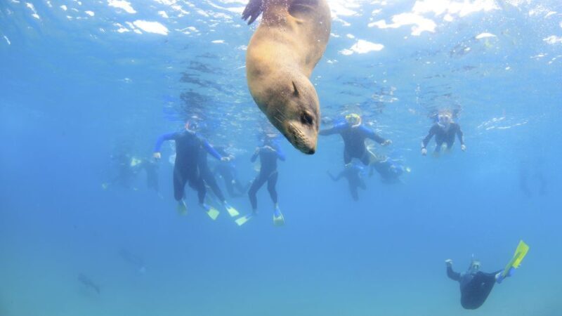 Sorrento: Boat Tour & Snorkeling with the Seals with Lunch - The Experience and What It Means for You