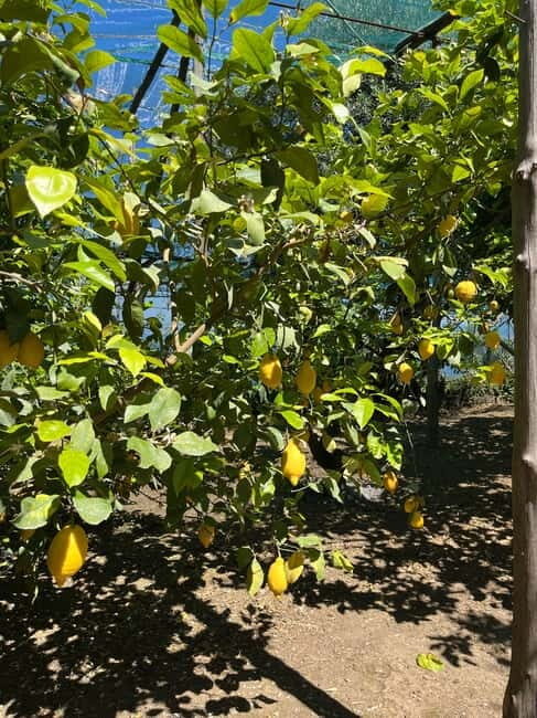 Sorrento: Cooking Class under the Lemon Trees - The Value of the Experience