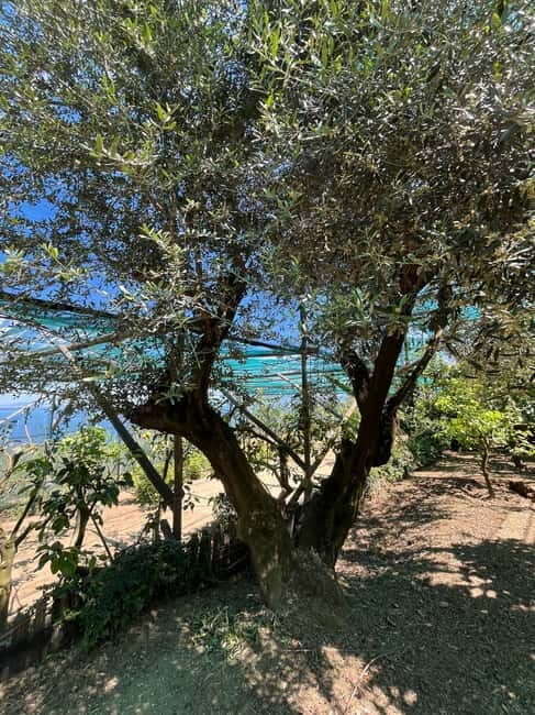 Sorrento: Cooking Class under the Lemon Trees - FAQ
