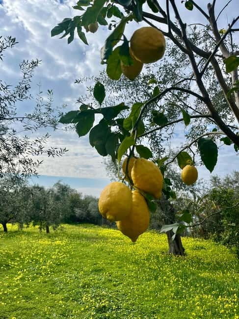 Sorrento: Cooking with a Local Chef & Wine Pairing by the Sea - Key Points