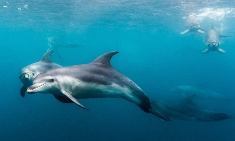 Sorrento: Dolphins & Seals Snorkeling Cruise w/ Lunch - Key Points