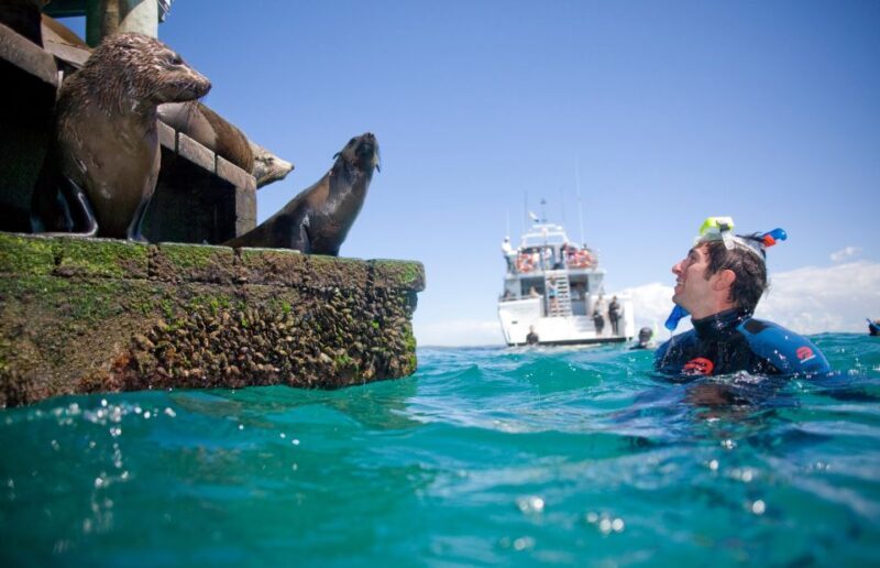 Sorrento: Dolphins & Seals Snorkeling Cruise w/ Lunch - An Honest Look at the Snorkeling Adventure