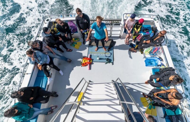 Sorrento: Dolphins & Seals Snorkeling Cruise w/ Lunch - The Sum Up: Is This Tour Worth It?