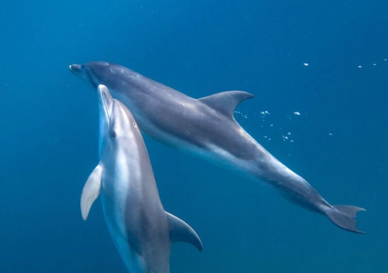 Sorrento: Dolphins & Seals Snorkeling Cruise w/ Lunch - FAQs
