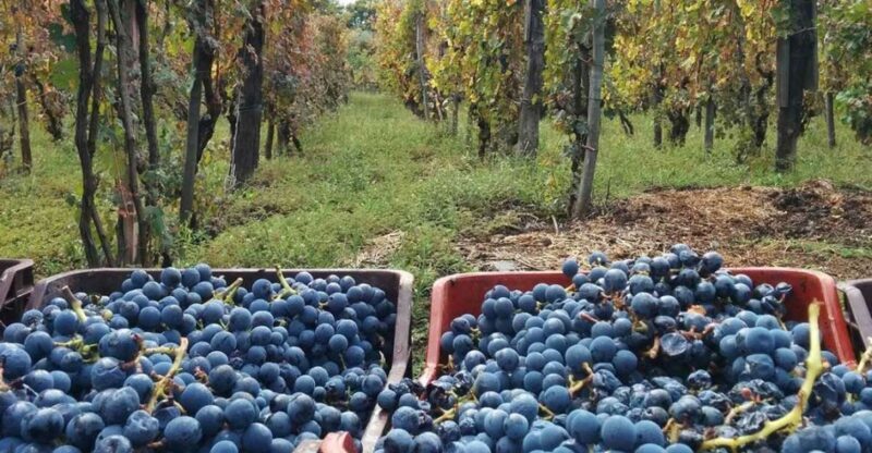 Sorrento: Family Farm Experience with Lunch - Key Points