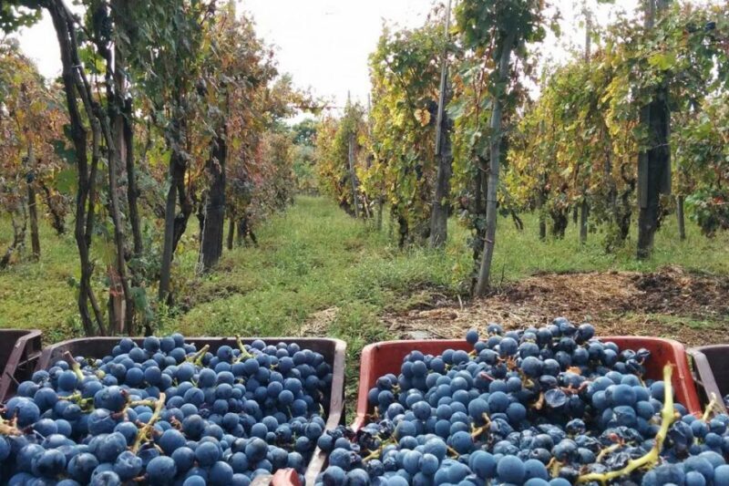 Sorrento: Family Farm Experience with Lunch - Final Thoughts