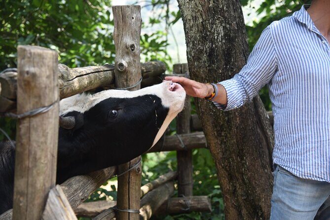 Sorrento Farm Experience: Wine Tasting, Pizza and Cheese Making - An Authentic Taste of Italy in Sorrento