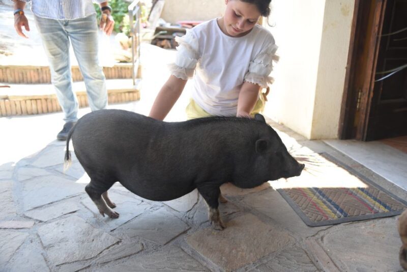 Sorrento: Farm Tour with Cheese Tasting & Pizza Making Class - Key Points