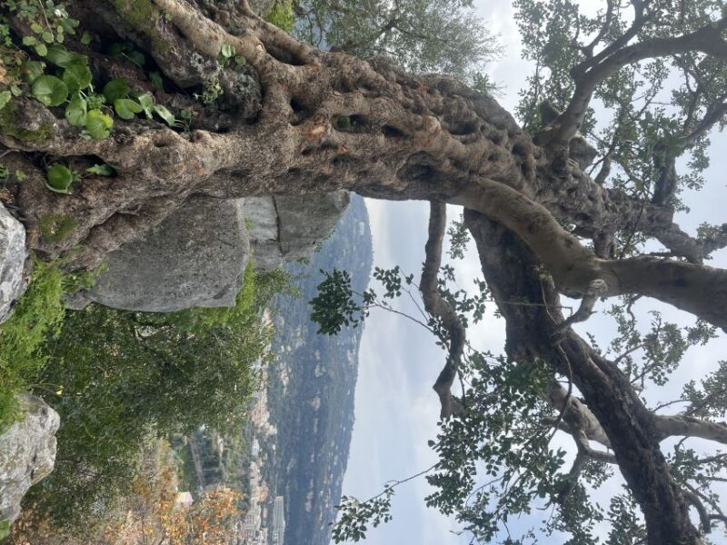 Sorrento: From the Hills to the Sea Hiking Tour - Why This Tour Is Worth Considering