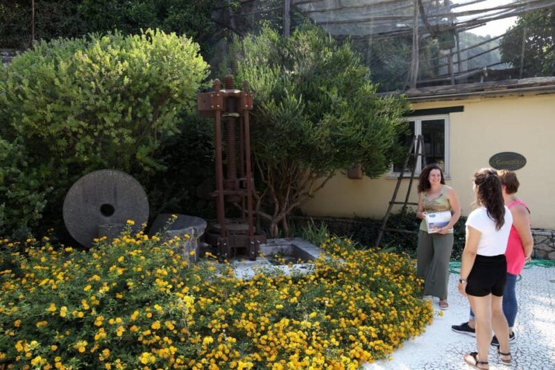 Sorrento: Guided Olive Mill Visit with Tastings - Key Points